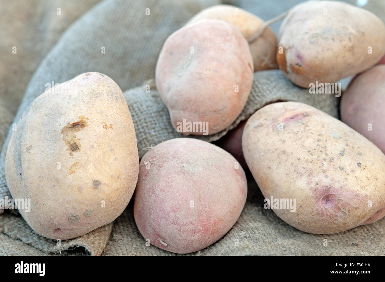 a new harvest of potato. Close up Stock Photo - Alamy