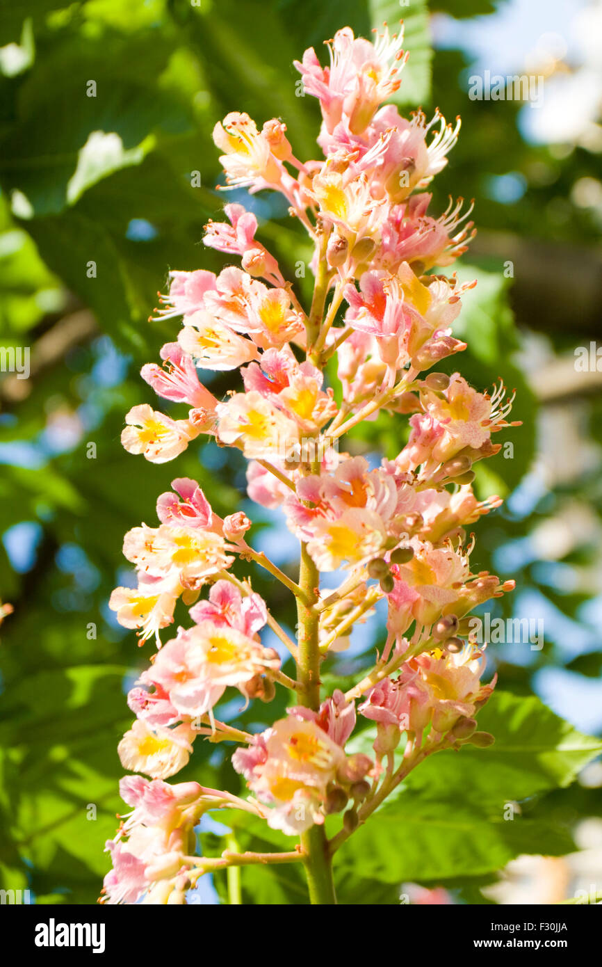 Flower of pink chestnut tree vertical image Stock Photo - Alamy