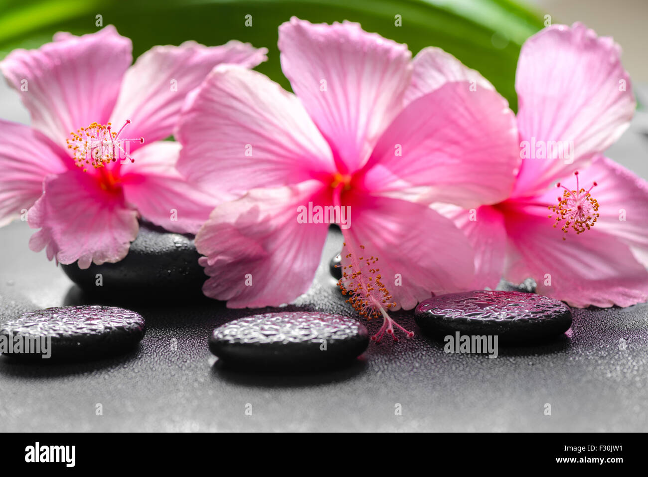 beautiful spa concept of pink hibiscus flowers and leaf on zen basalt ...