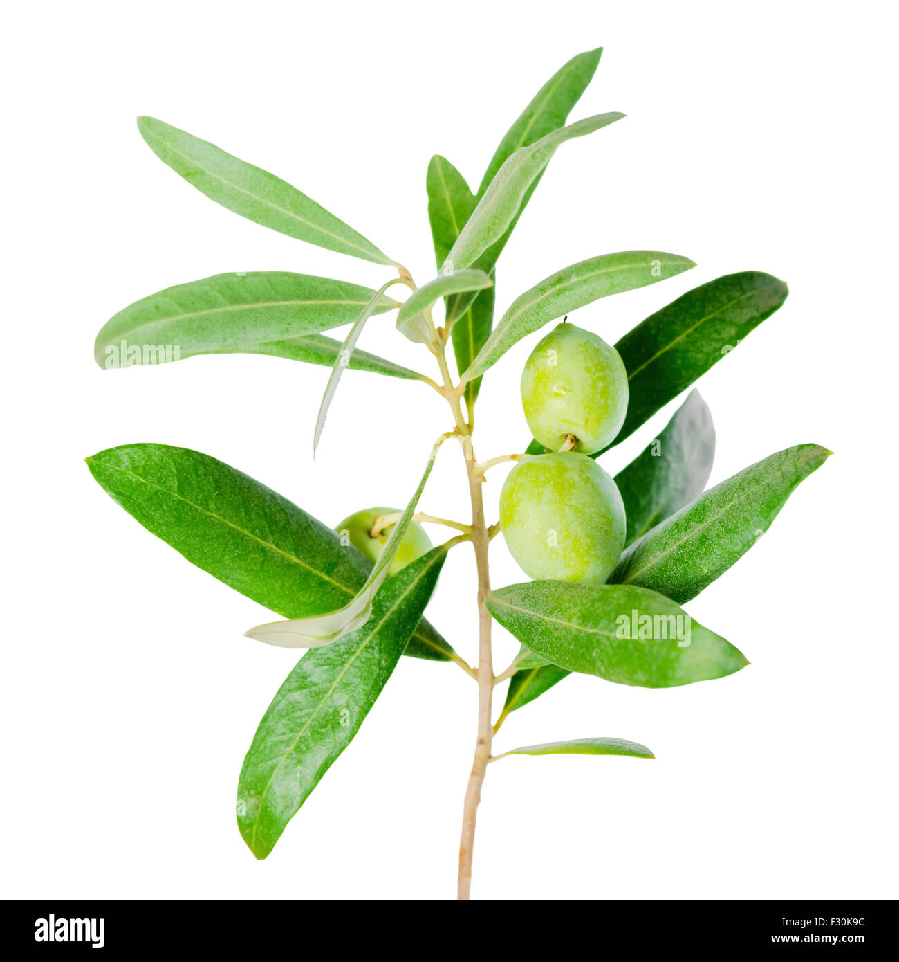 silver green branch of olive tree with berries , isolated on white ...