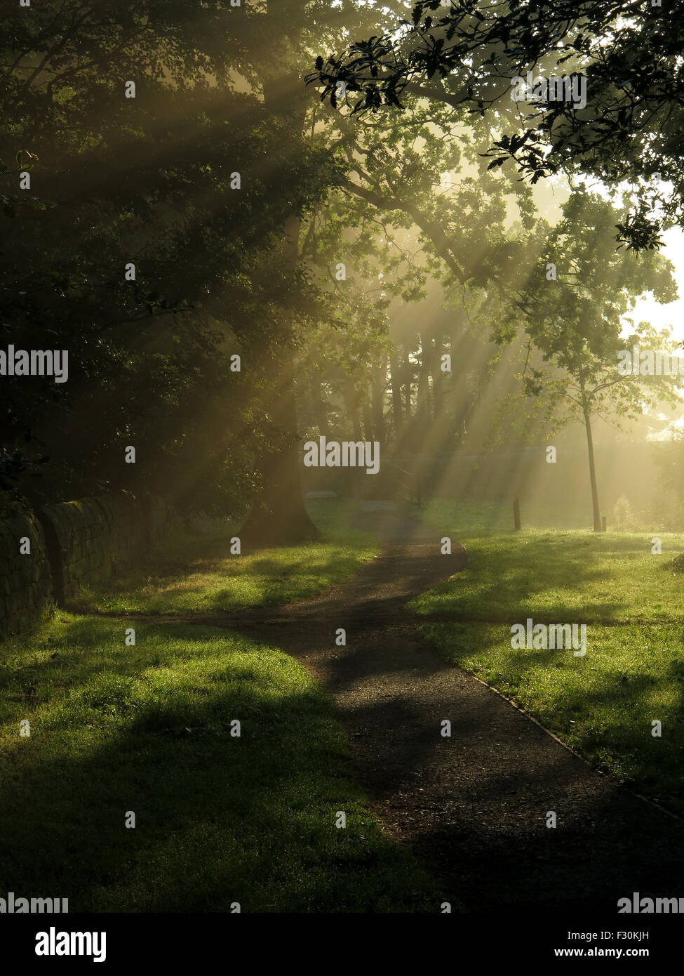 Early morning trees at Swinsty Reservoir in North Yorkshire Stock Photo ...