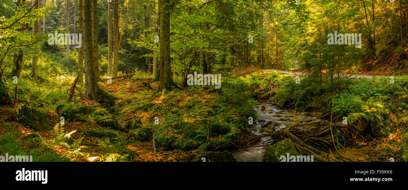 Last ride through the woods - Steaza river, Cindrel mountains, Sibiu ...
