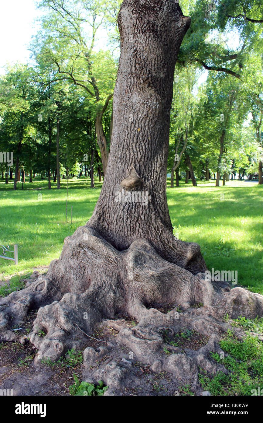 Beautiful tree with unique roots in the park Stock Photo - Alamy