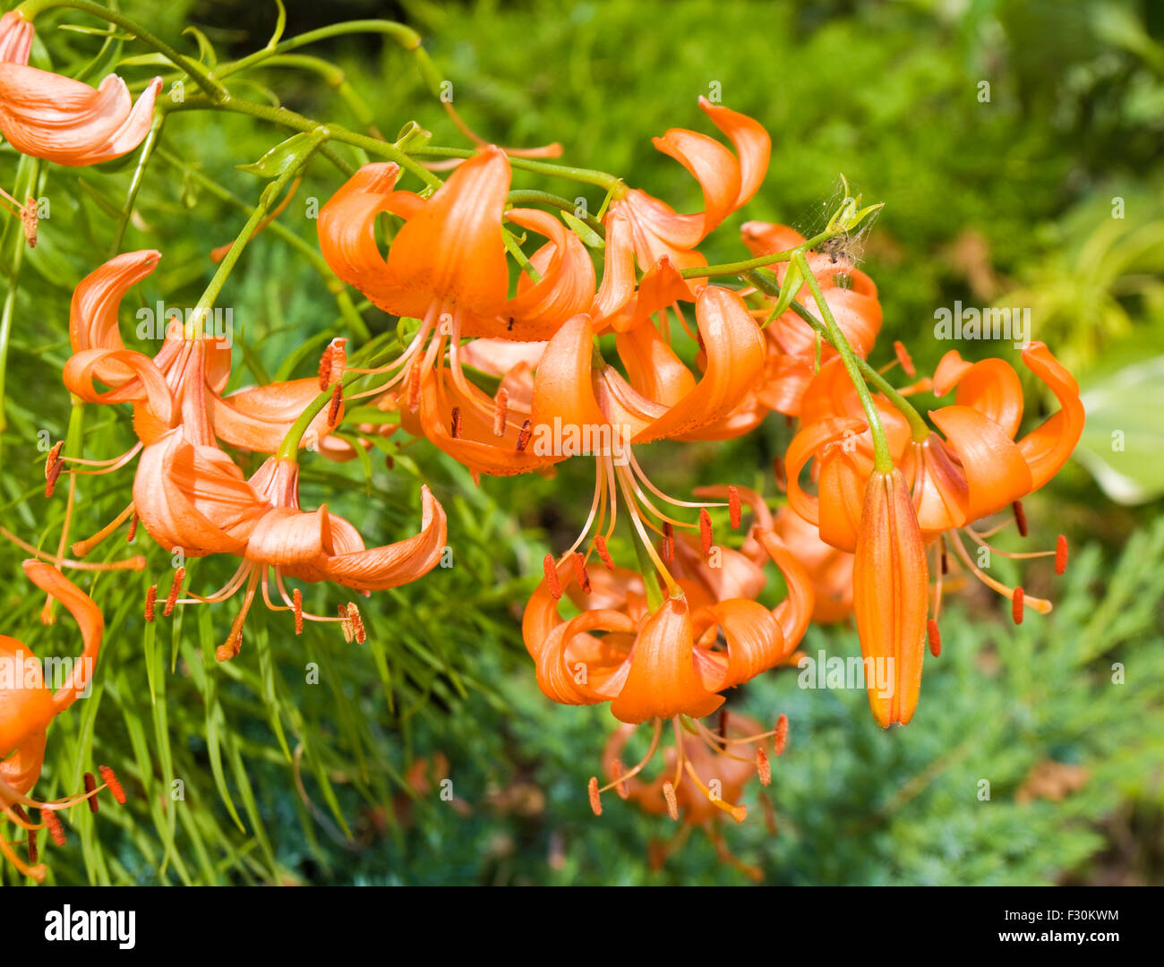 Many lilies hi-res stock photography and images - Alamy
