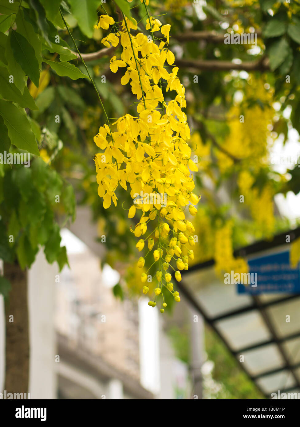 Golden shower tree hi-res stock photography and images - Alamy