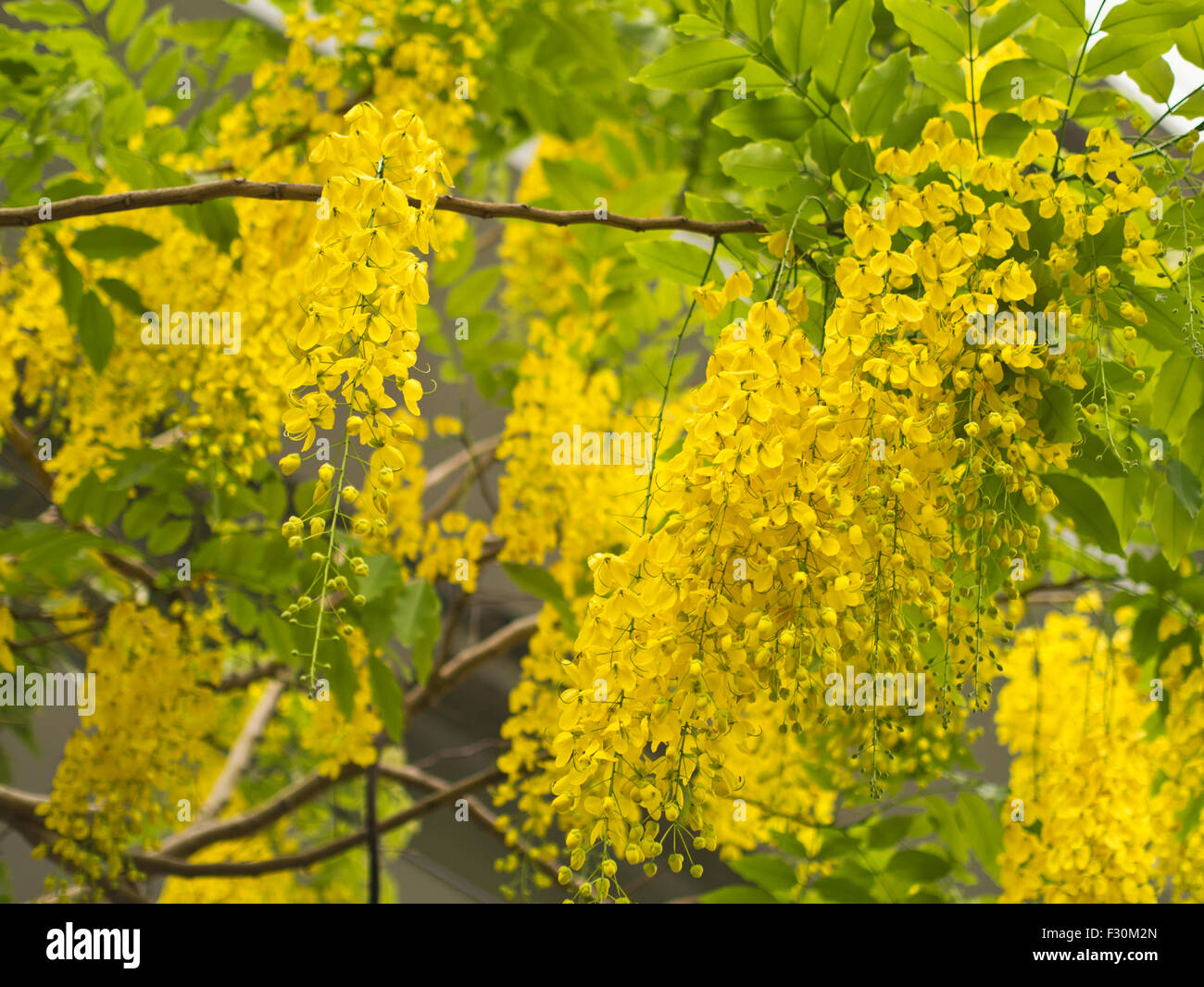 Golden yellow blooming hi-res stock photography and images - Alamy