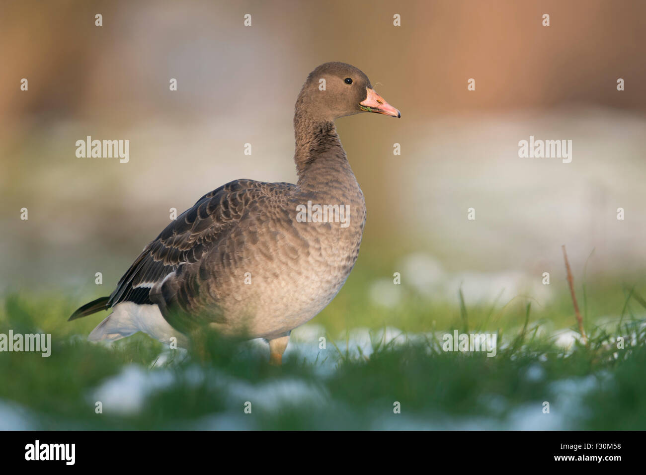Young arctic White-fronted Goose / Blaessgans ( Anser albifrons ...