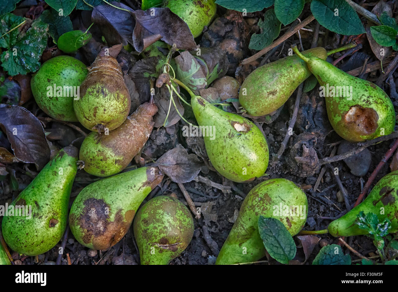 Rotting pears hi-res stock photography and images - Alamy
