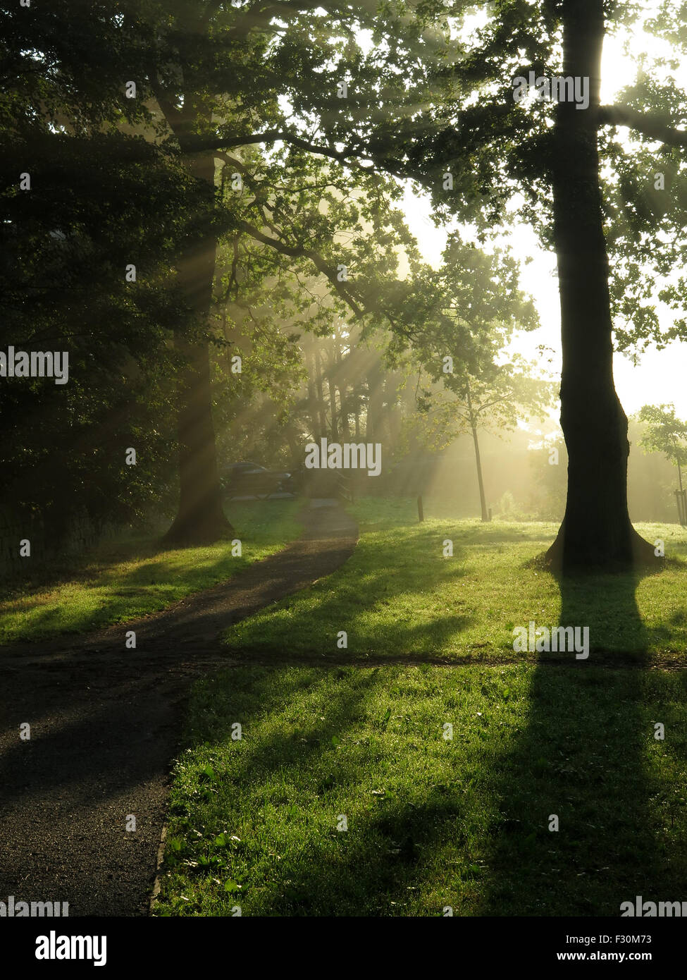 Early morning trees at Swinsty Reservoir in North Yorkshire Stock Photo ...