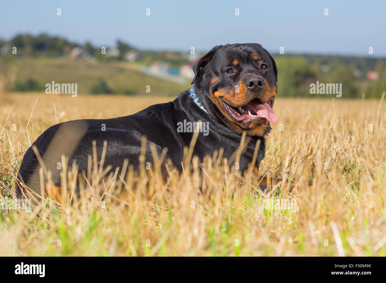 Rottweiler dog on natural background summer field Stock Photo - Alamy