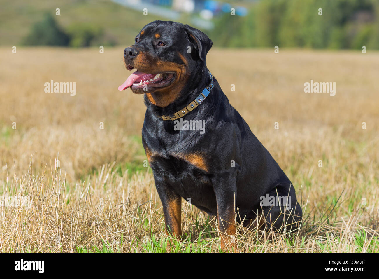 Rottweiler dog on natural background summer field Stock Photo - Alamy