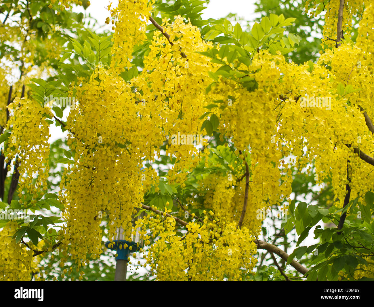 Beautiful golden shower hi-res stock photography and images - Alamy