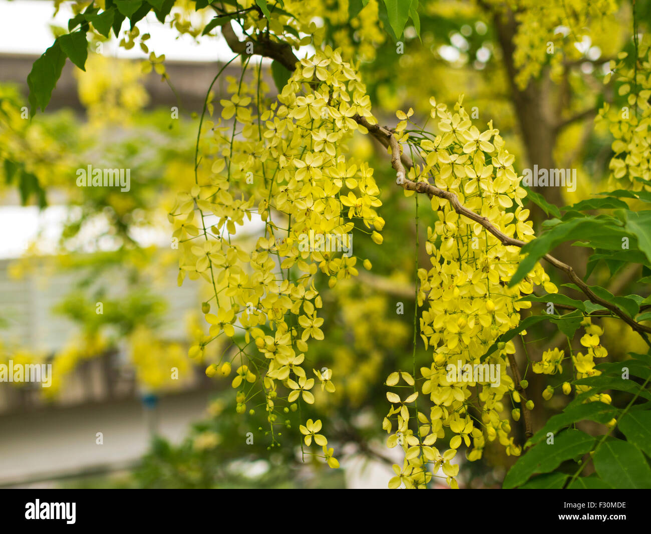 Golden shower bark hi-res stock photography and images - Alamy