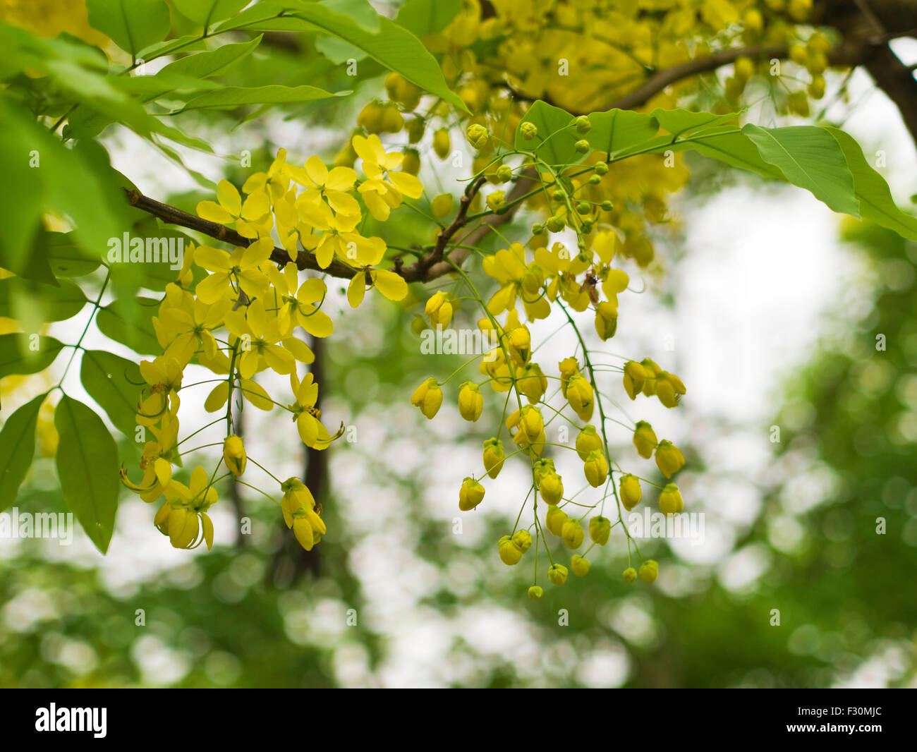 Beautiful golden shower hi-res stock photography and images - Alamy