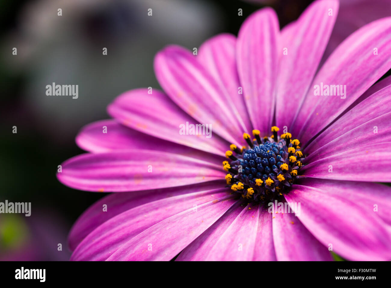 Purple Daisy Flower at Bhubing Palace, Chiang Mai, Thailand Stock Photo ...