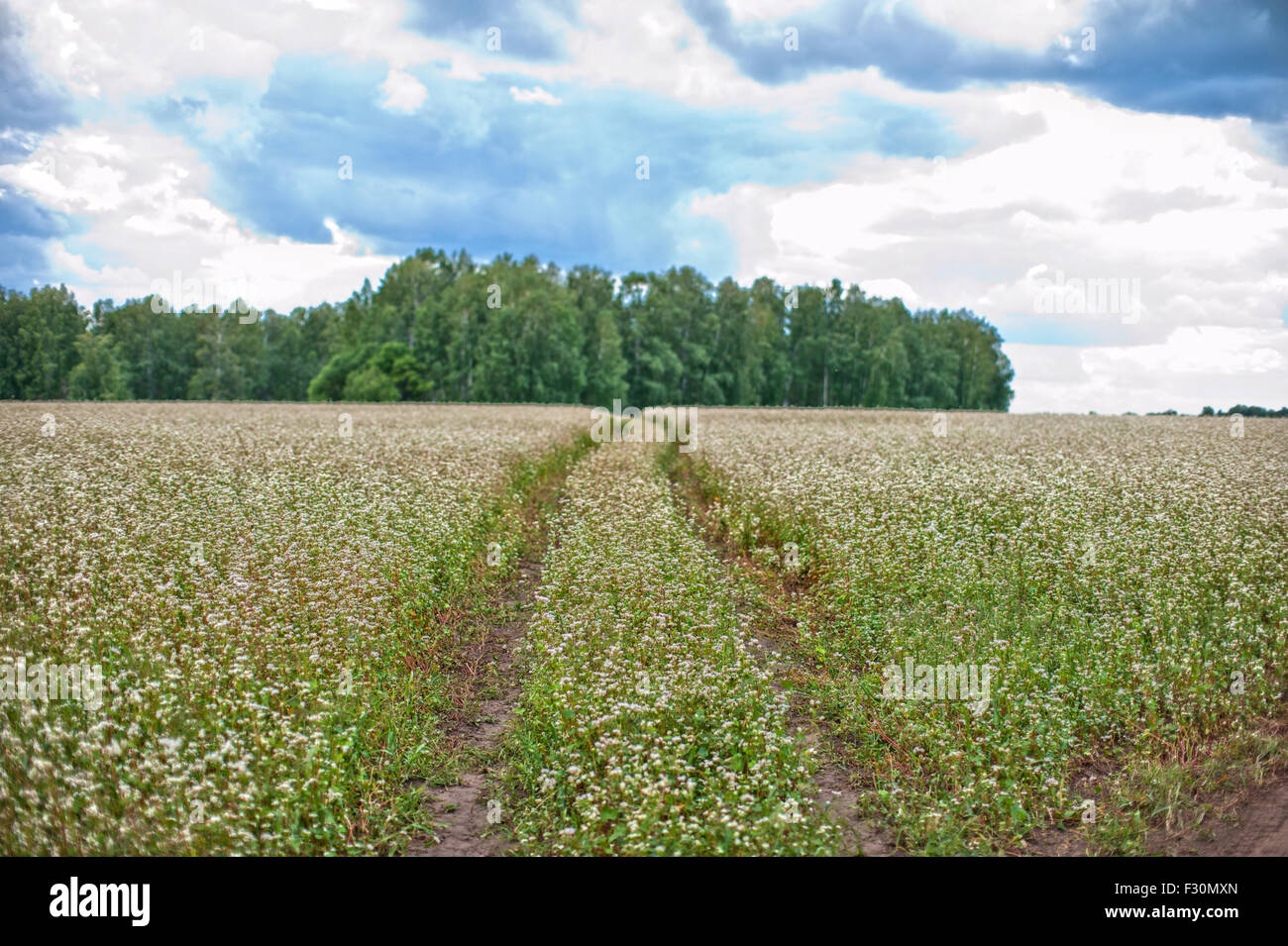 Buckwheat field and road Stock Photo - Alamy