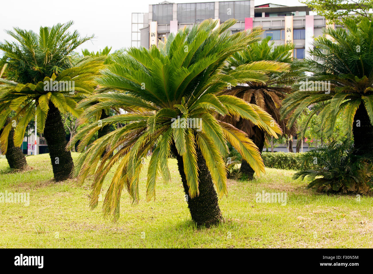 Sago cycad hi-res stock photography and images - Alamy
