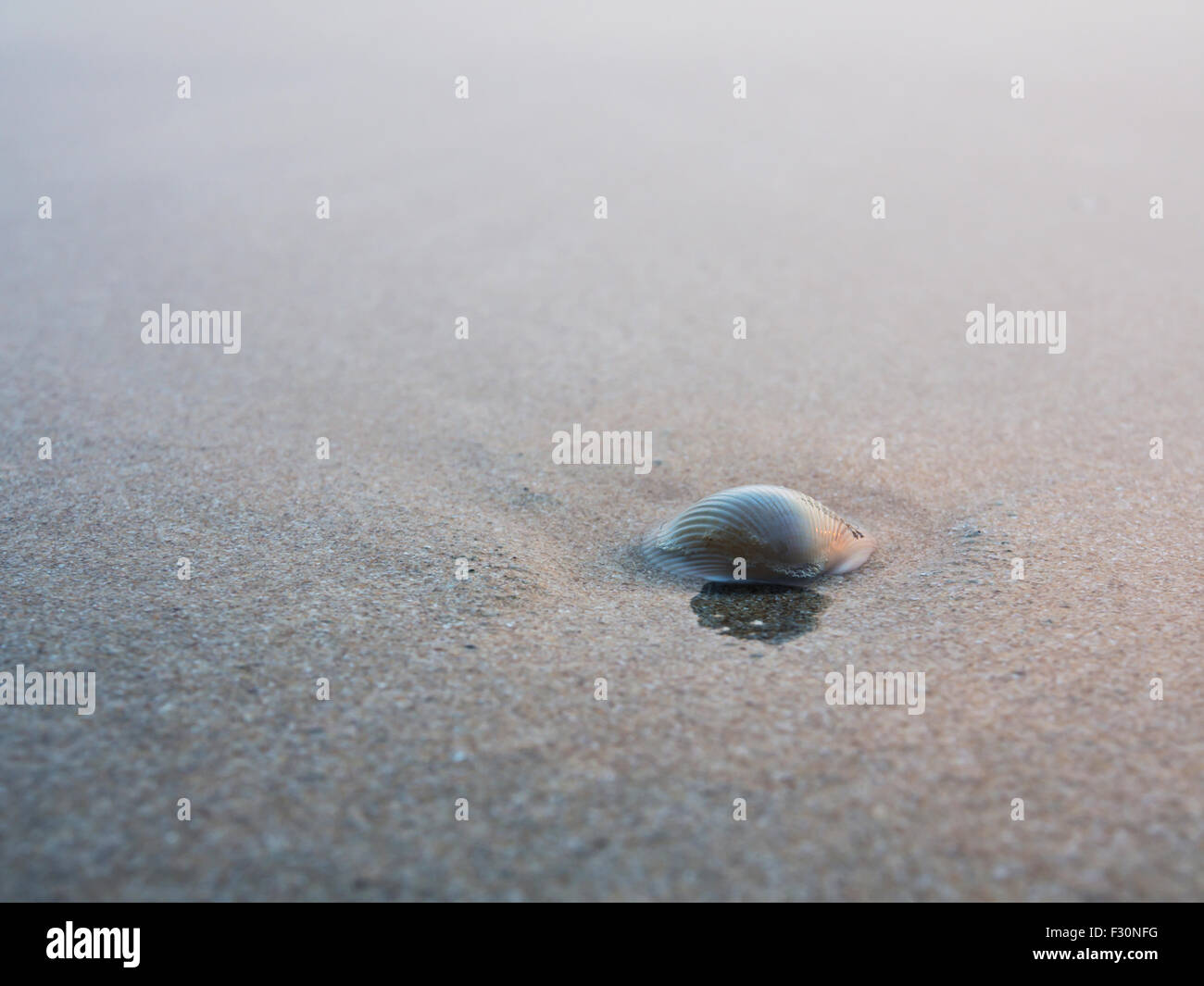 Shell on the beach at Koh Chang, Trat, Thailand Stock Photo - Alamy
