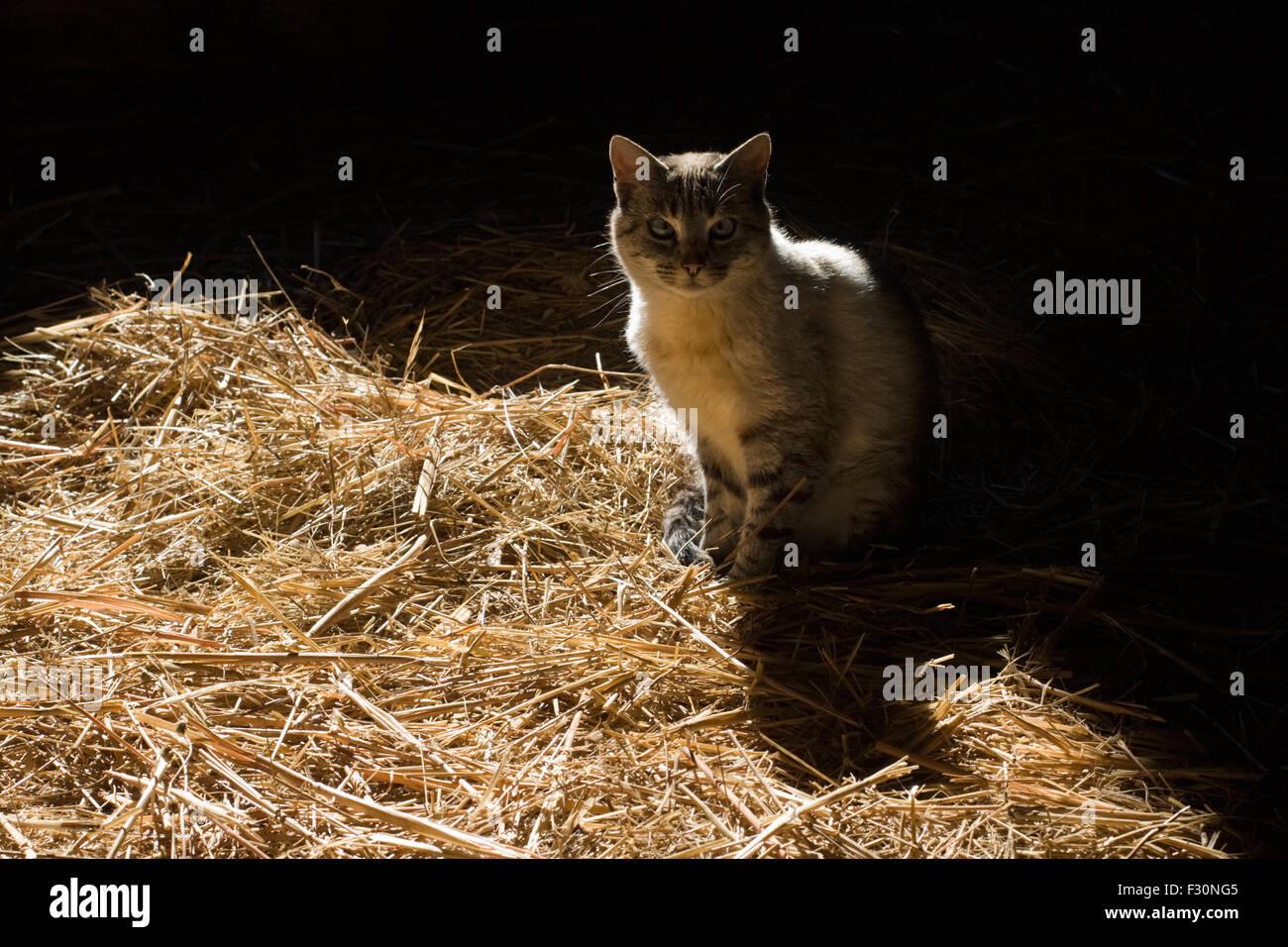 Cat in the haystack Stock Photo - Alamy