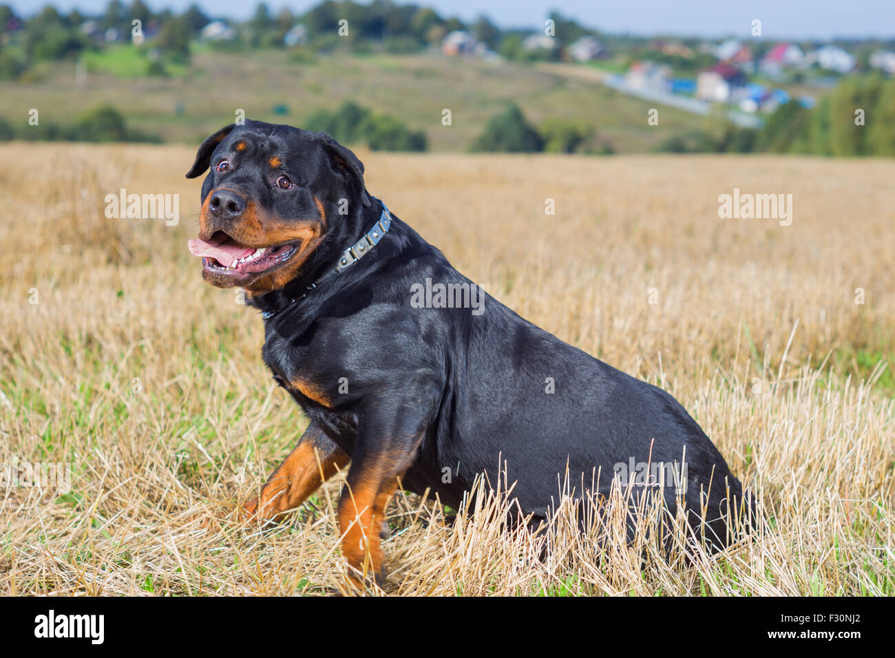 Rottweiler dog on natural background summer field Stock Photo - Alamy