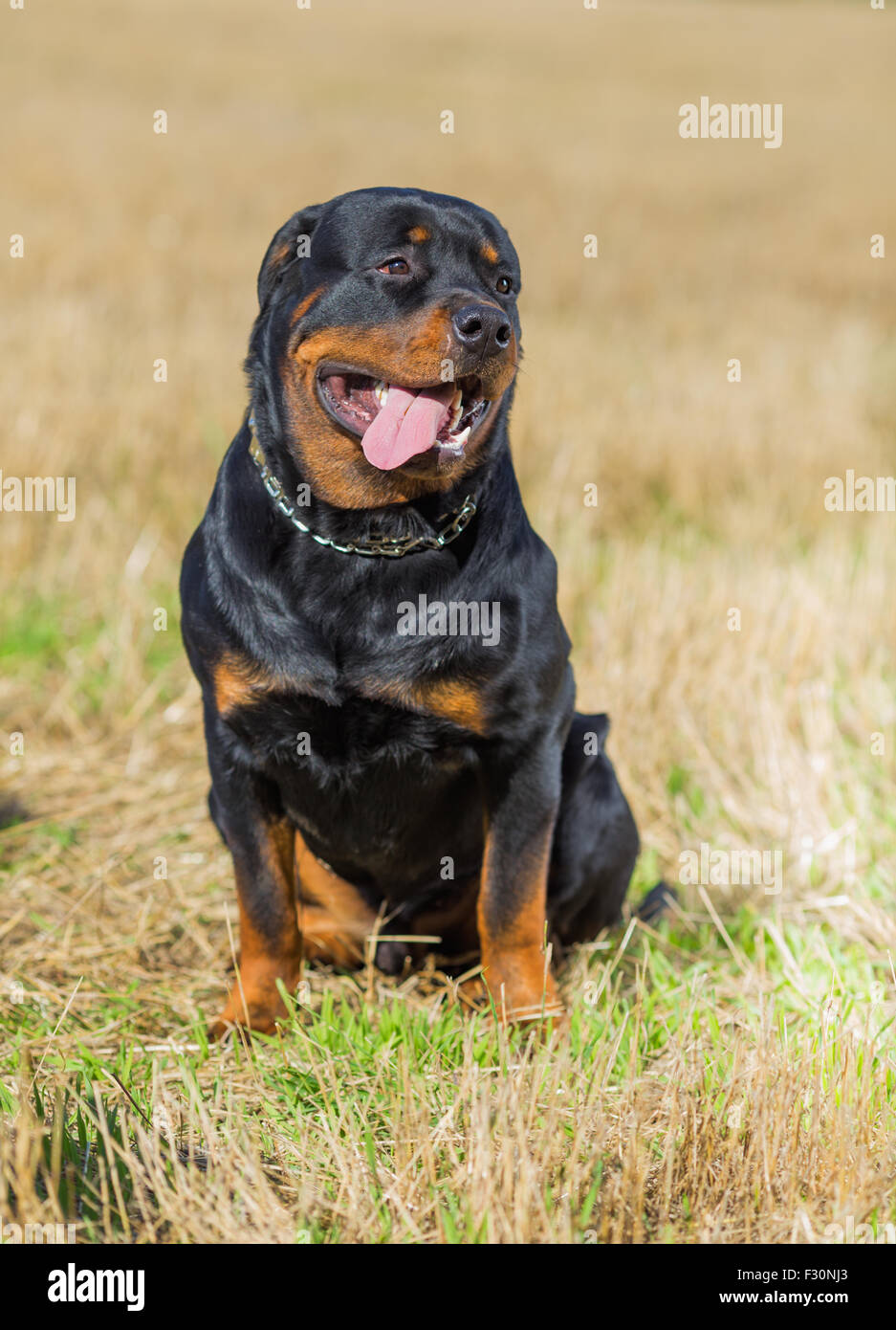 Rottweiler dog on natural background summer field Stock Photo - Alamy