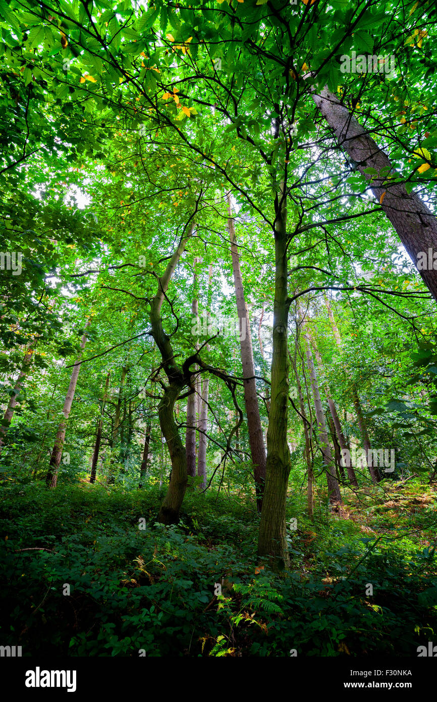 Harlestone hi-res stock photography and images - Alamy