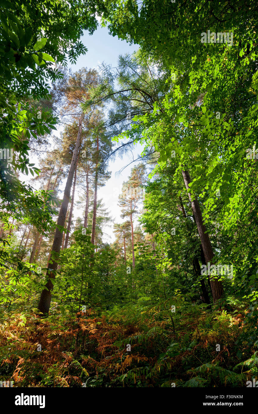 Harlestone Firs, Northampton, U.K Stock Photo - Alamy