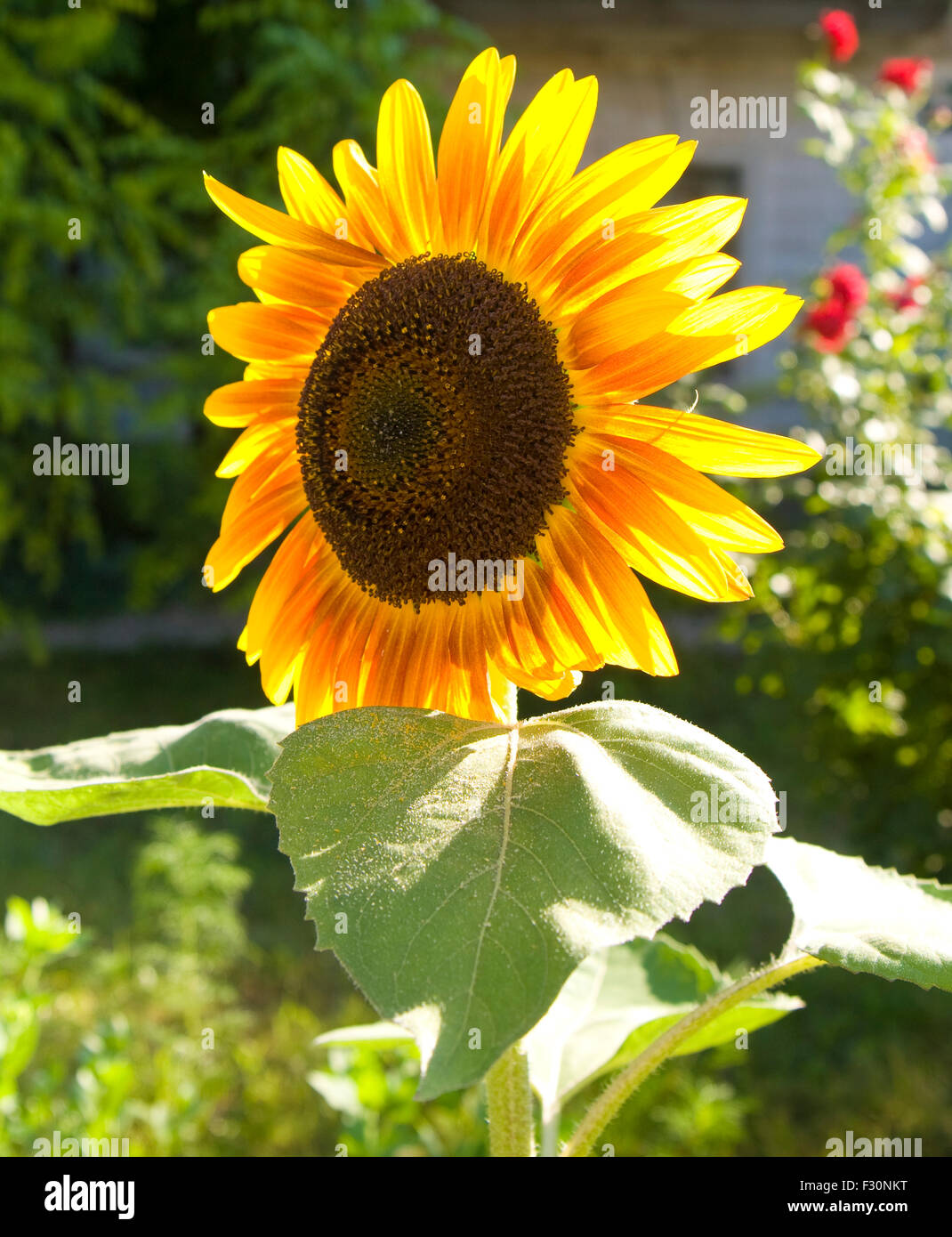 Big sunflower in sun lights, vertical orientation Stock Photo - Alamy