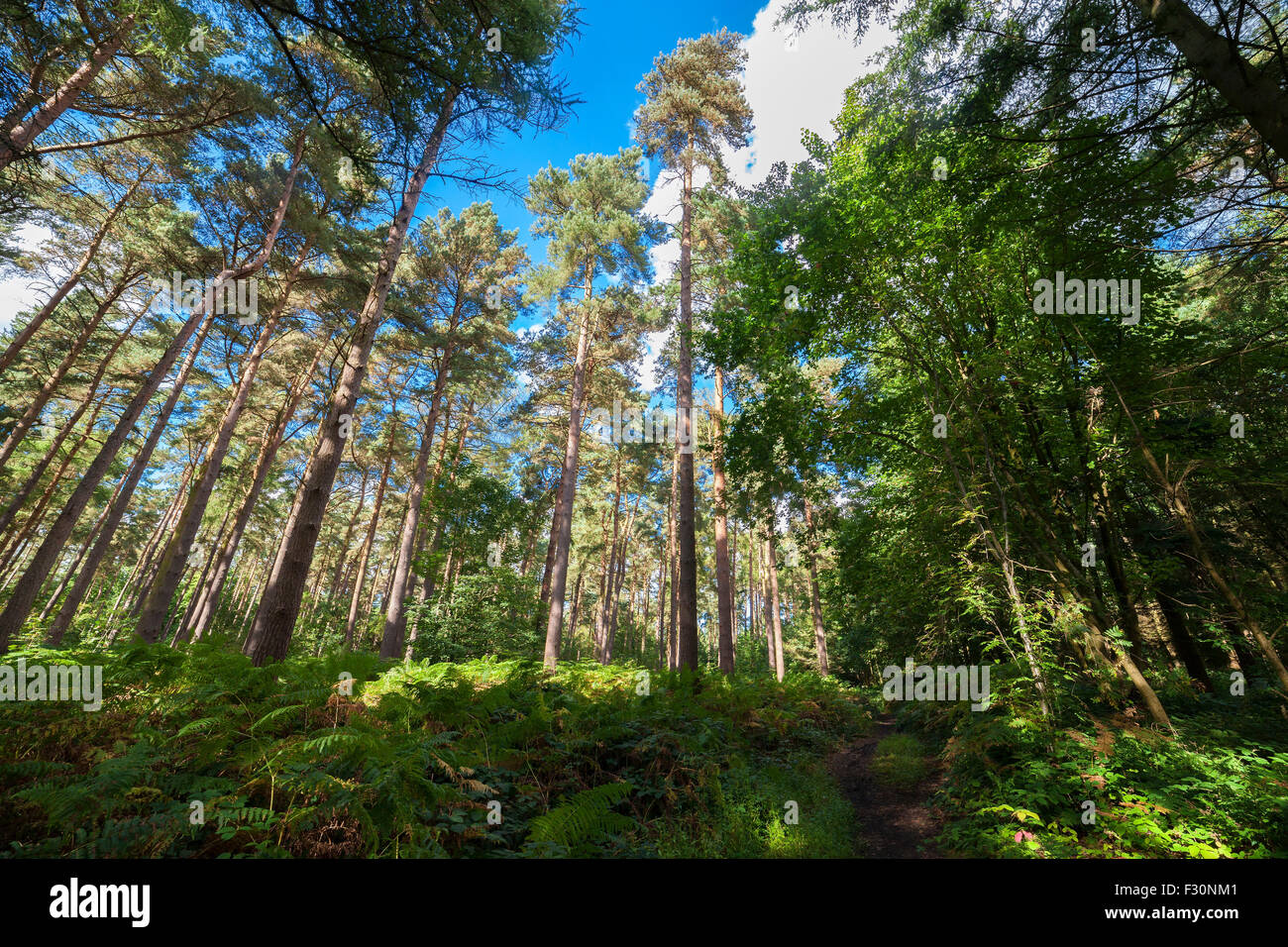 Harlestone Firs, Northampton, U.K Stock Photo - Alamy