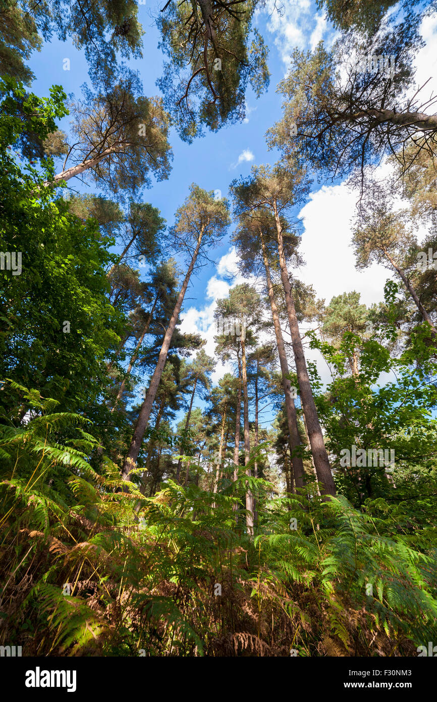 Harlestone Firs, Northampton, U.K Stock Photo - Alamy