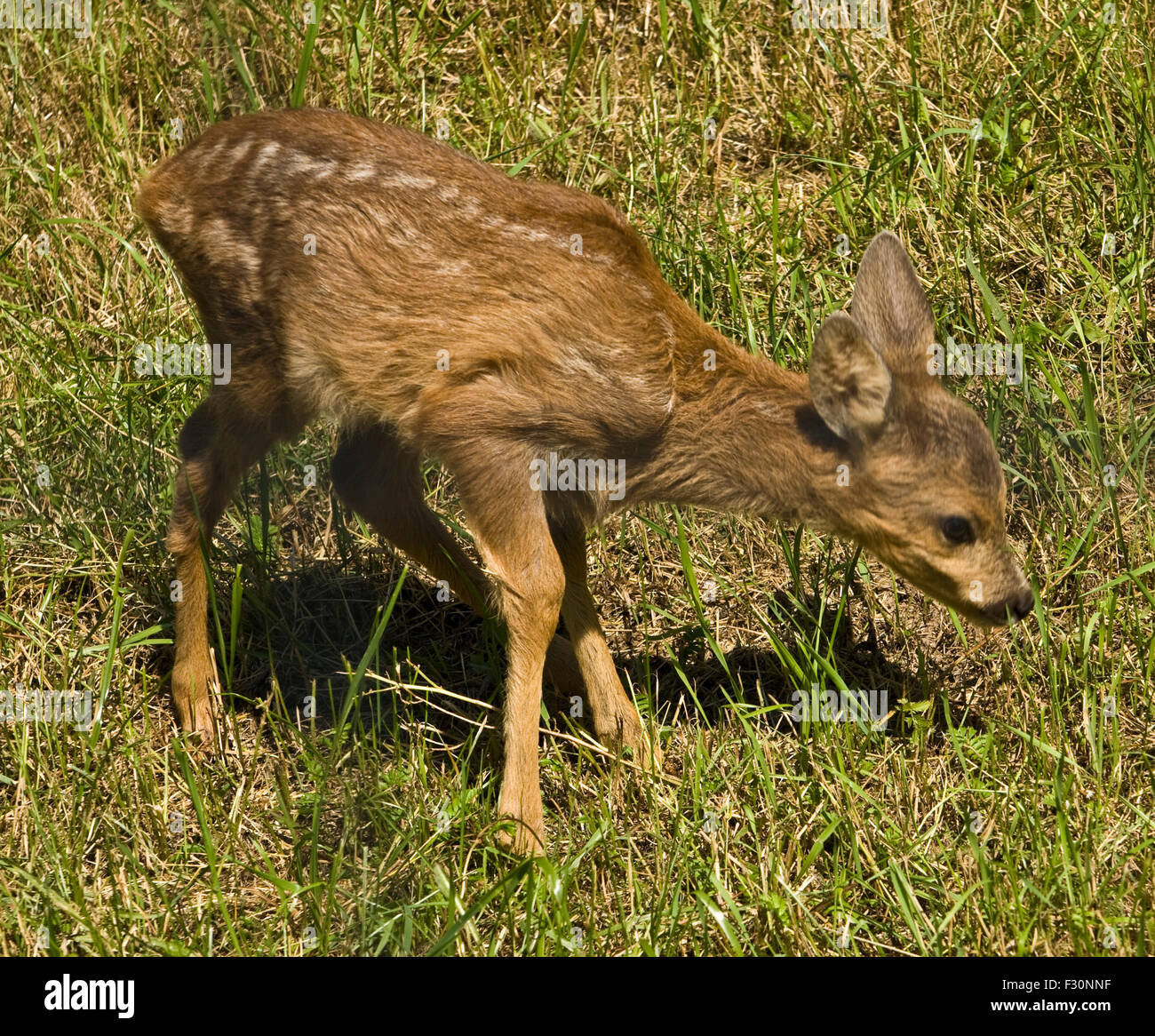 Little baby deer walking on green grass Stock Photo - Alamy