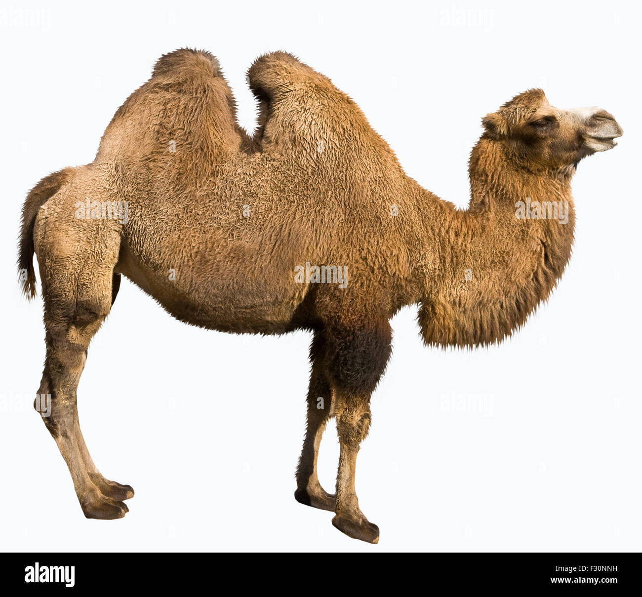 Camel Cut Out Stock Images & Pictures - Alamy
