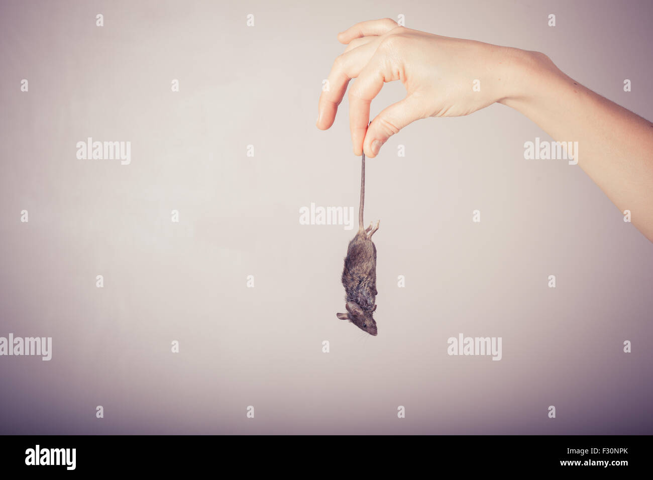 Hand holding mouse tail hi-res stock photography and images - Alamy