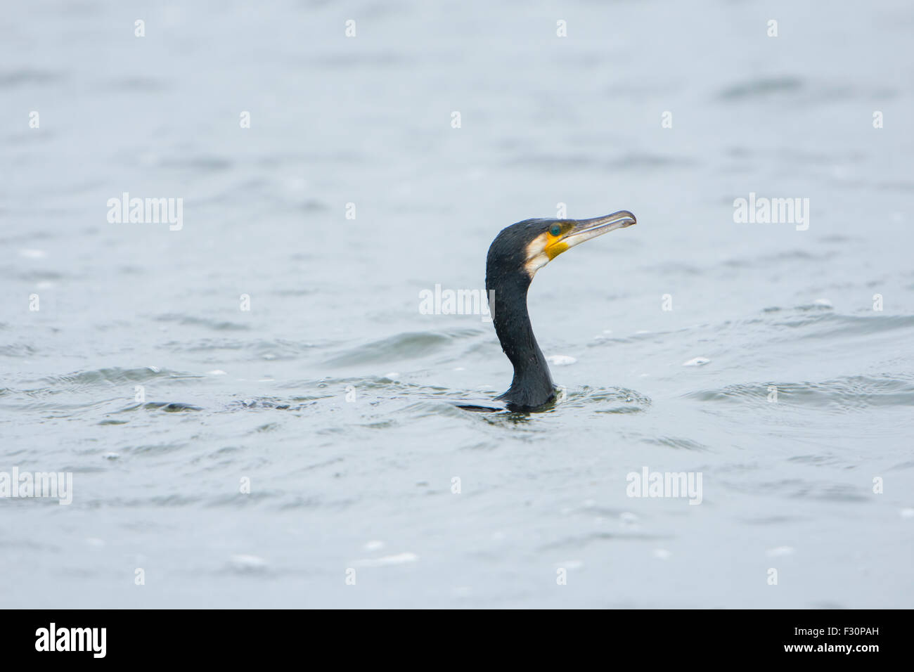 Cormorant surfaces with fish hi-res stock photography and images - Alamy