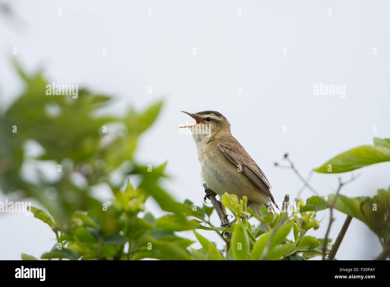 A Sedge Warbler sings from the top of an Elderberry bush, Dungeness ...