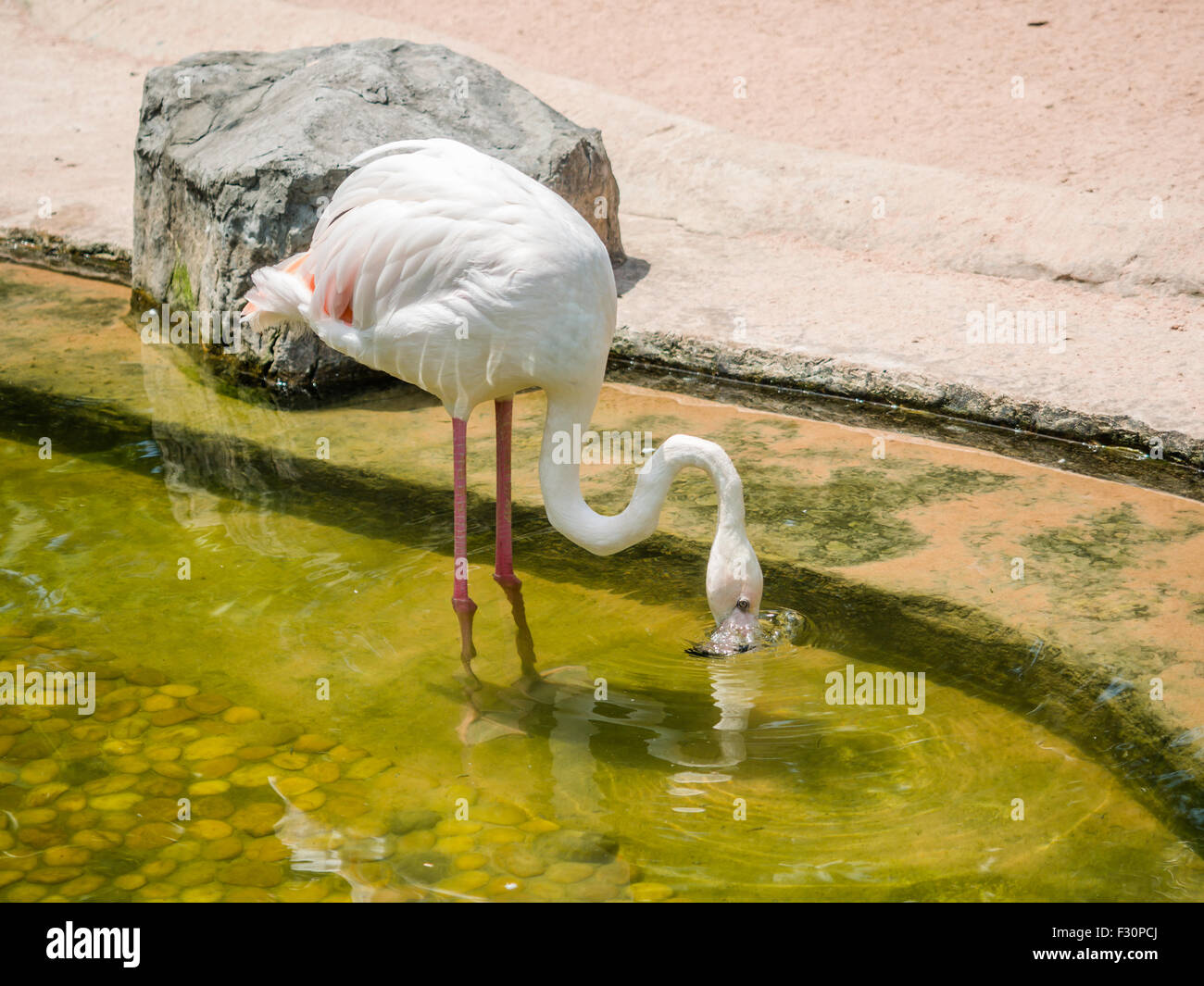 Real Yellow Flamingos