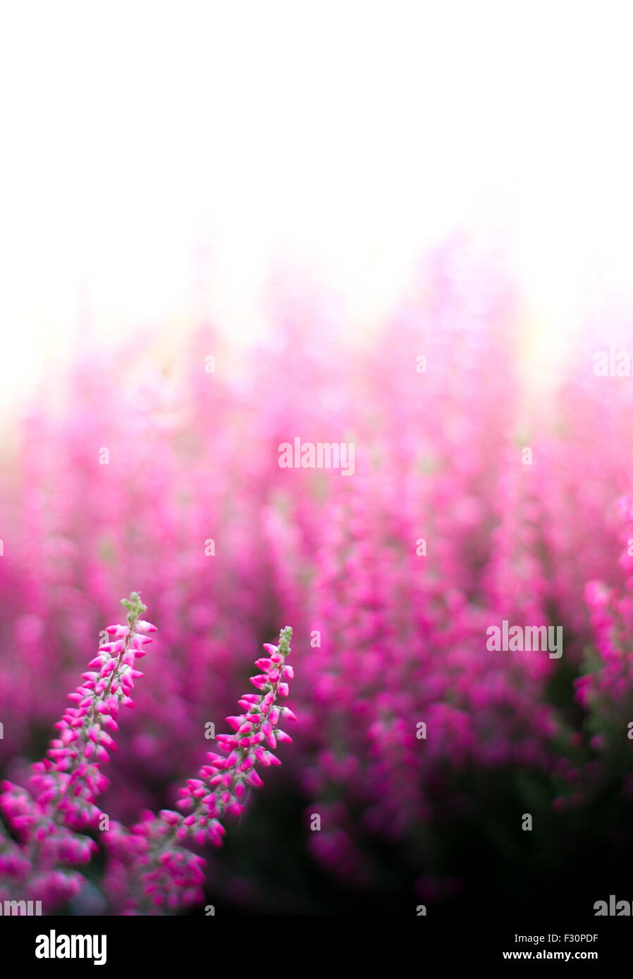Heather fall flower in the garden Stock Photo - Alamy