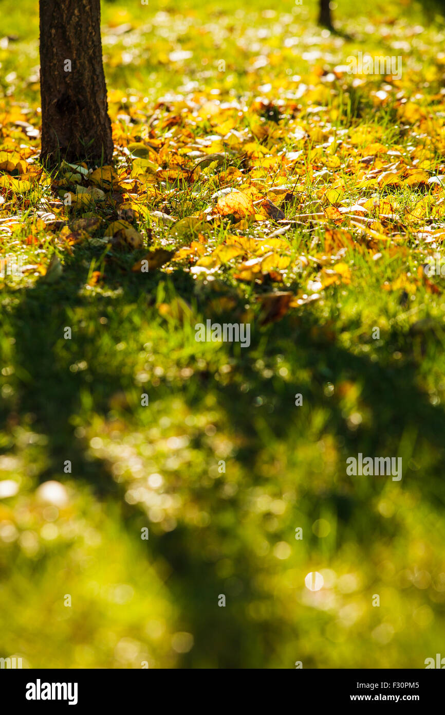 Autumn is time Stock Photo - Alamy