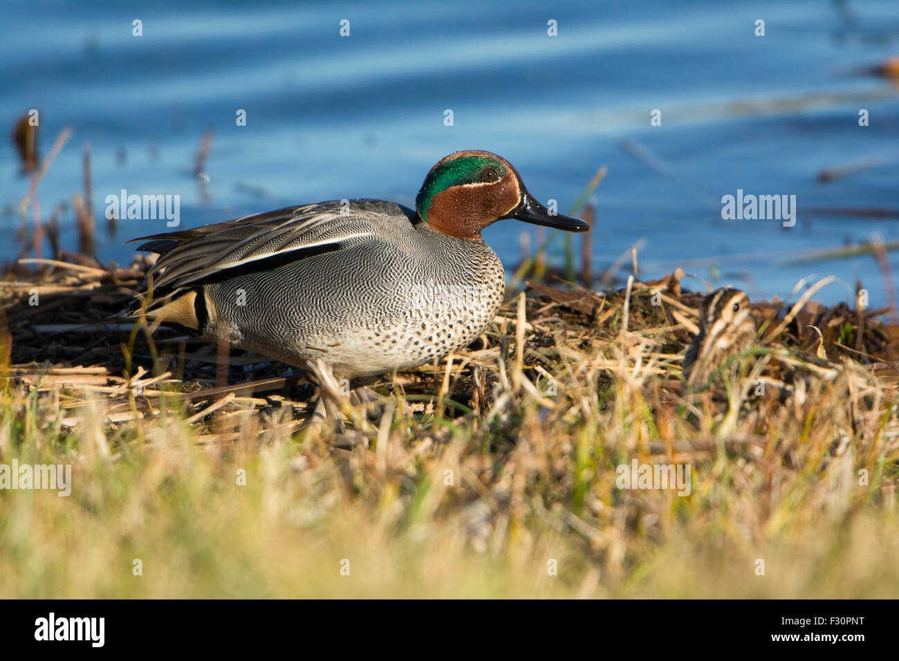A Male Teal resting on lake edge against blue water Stock Photo - Alamy