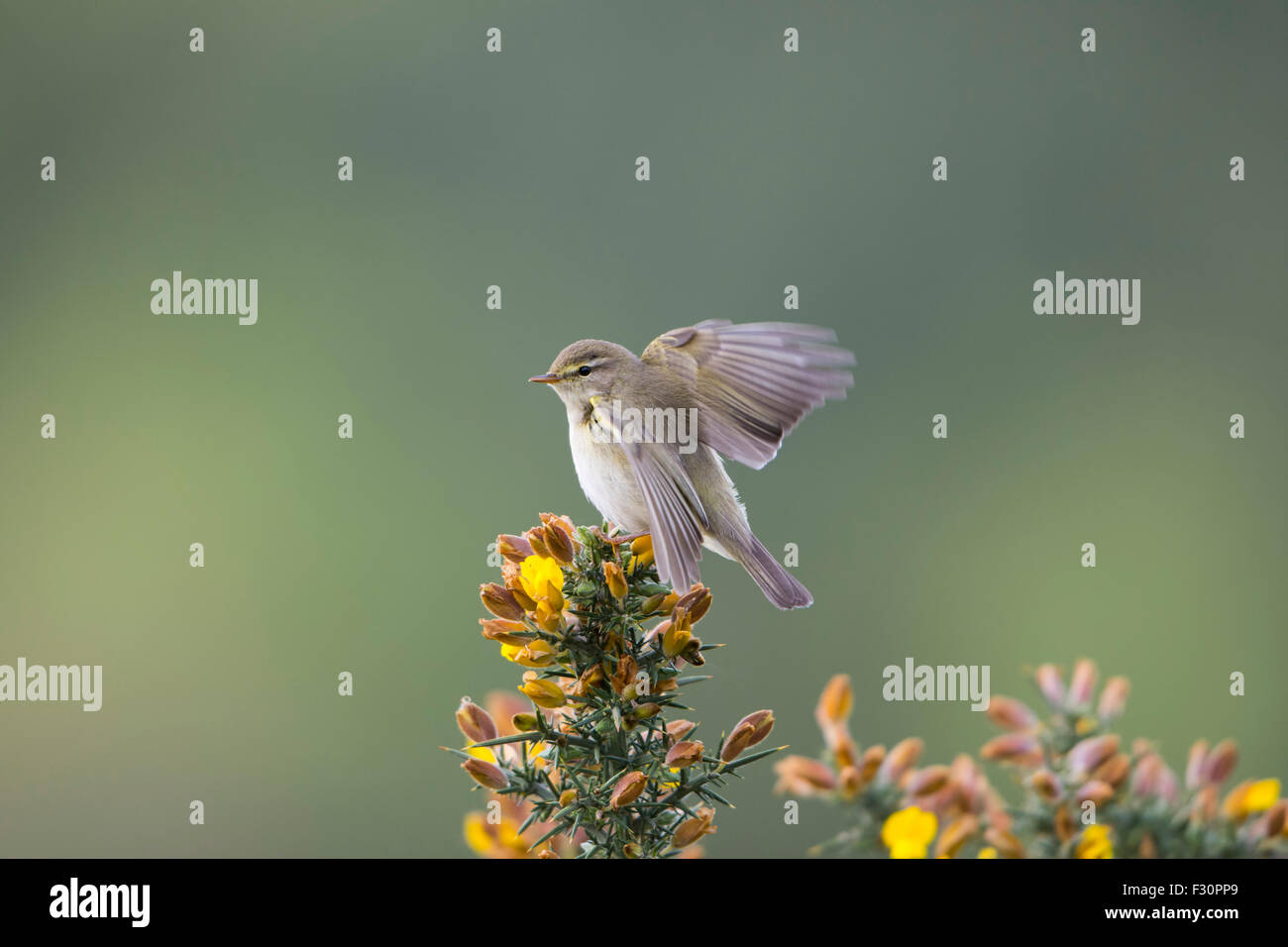 Ashdown forest hi-res stock photography and images - Alamy