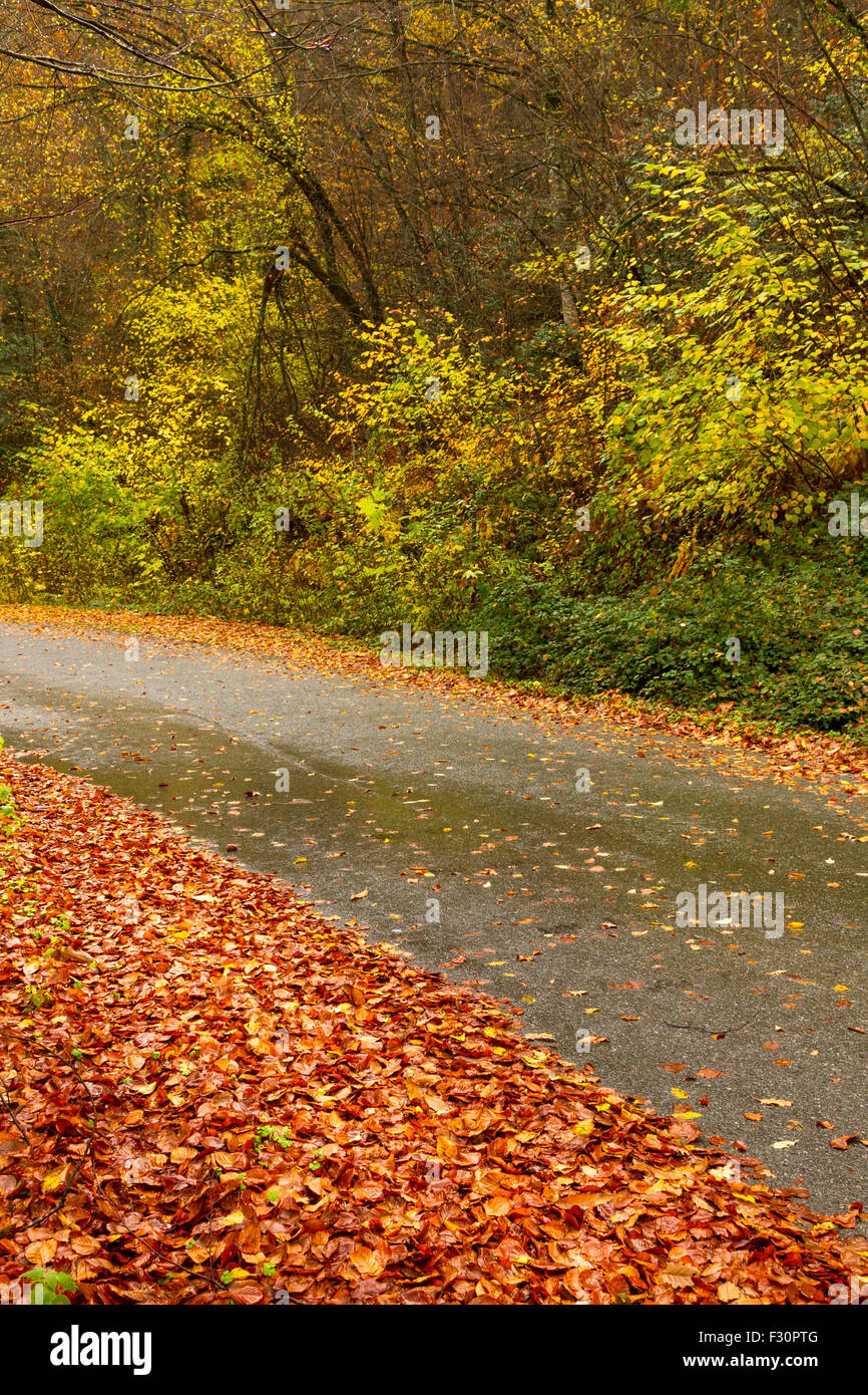 Autumn colors in the woods Stock Photo - Alamy