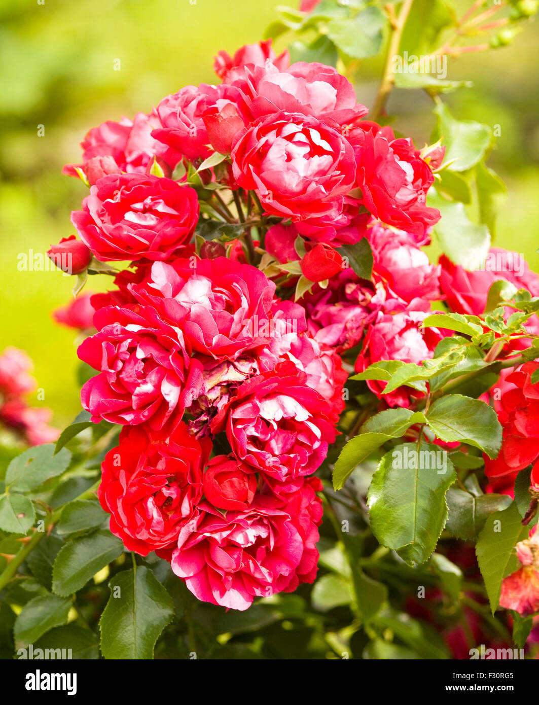 Branch with many little red roses, vertical, in garden Stock Photo - Alamy