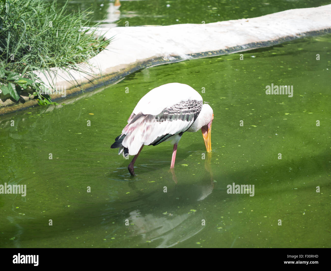 Lesser adjutant stork (Leptoptilos javanicus) in the zoo Stock Photo ...