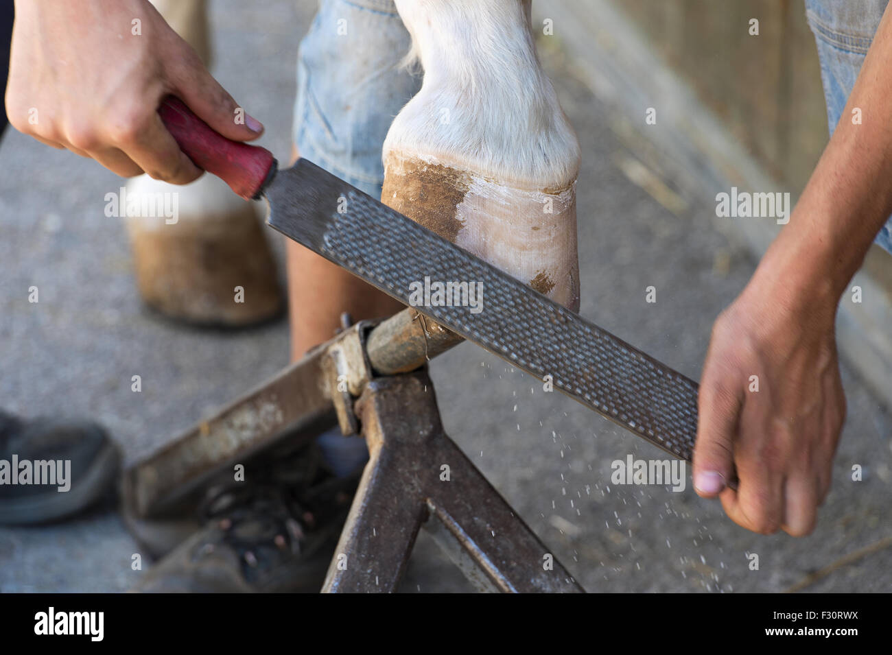 Horse blacksmith hi-res stock photography and images - Alamy
