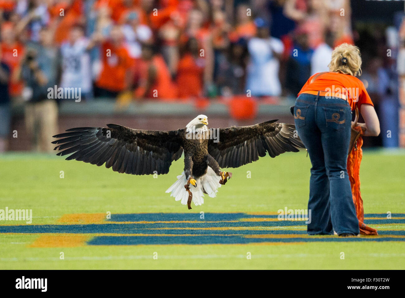 An eagle flies down to the field during the opening ceremonies before ...