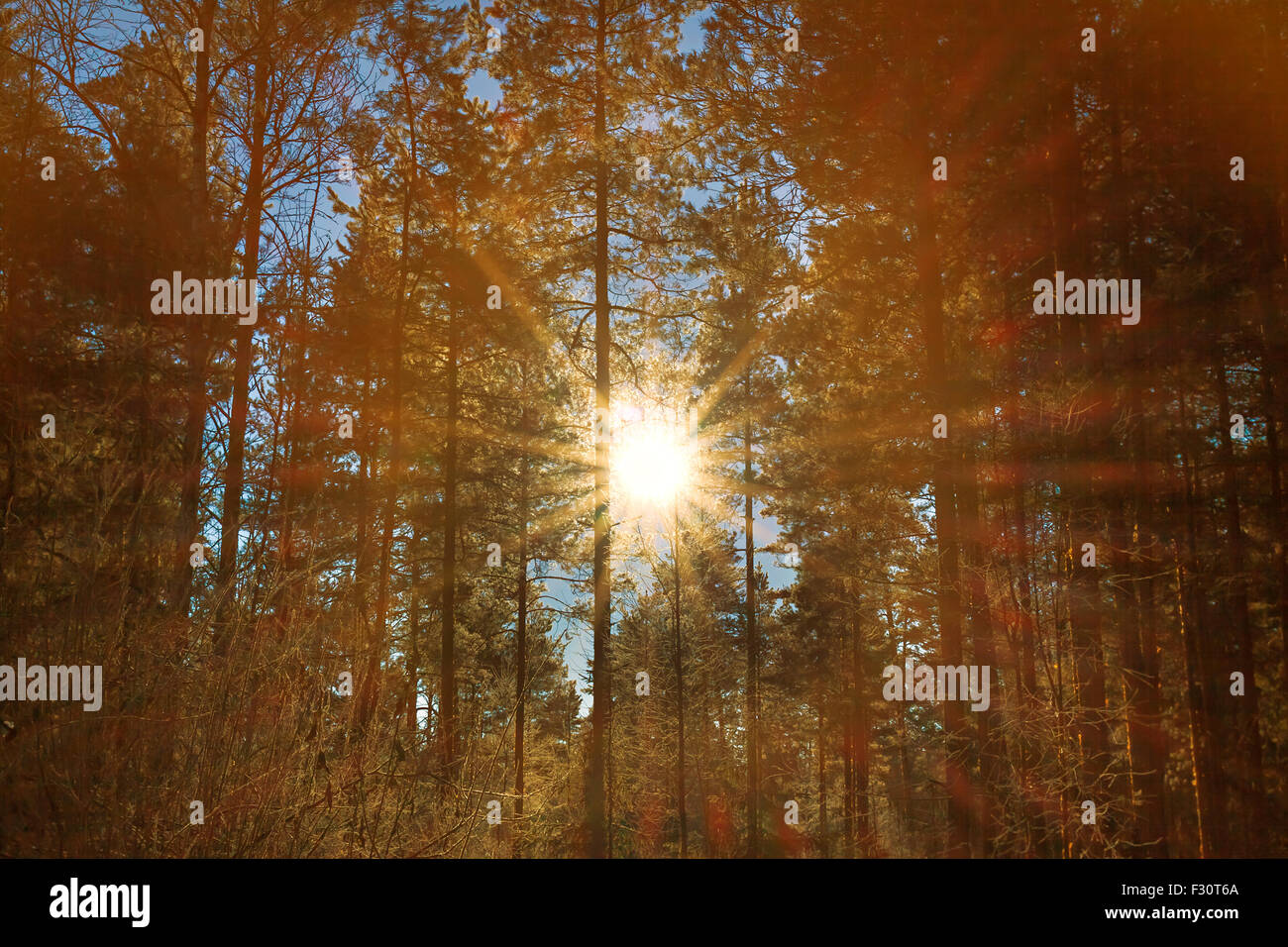 sunset in forest Stock Photo - Alamy