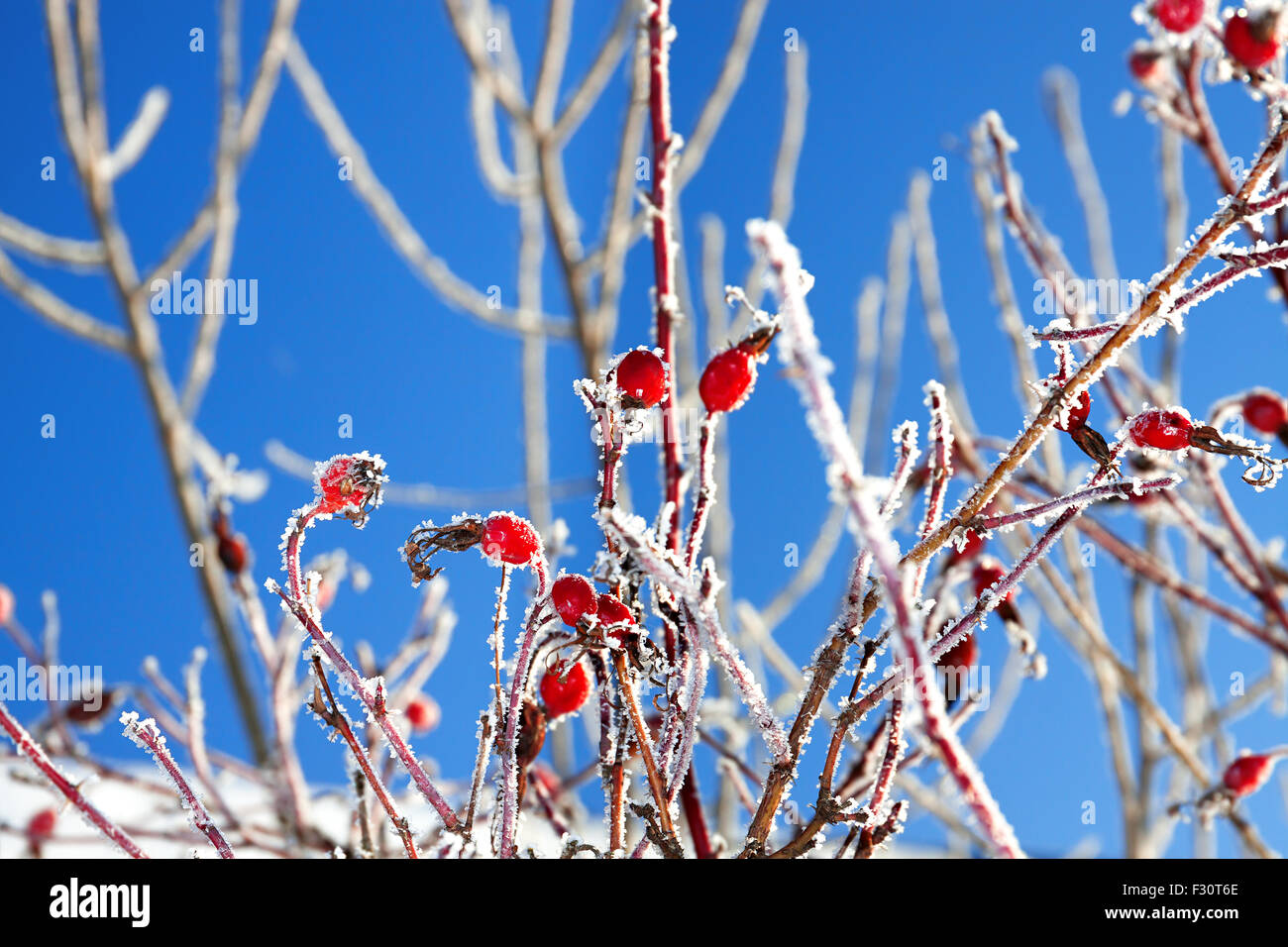 red berries of a rose-hip in the winter in snow Stock Photo - Alamy