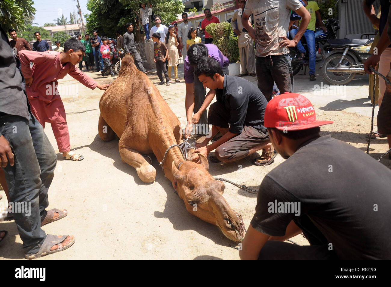 Pakistani muslims slaughter camel sacrifice hi-res stock photography ...