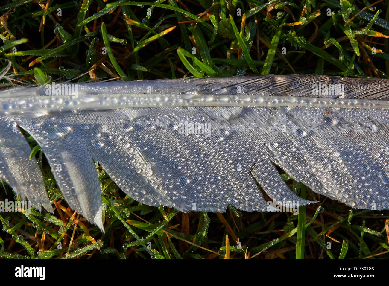 Feather with water drops hi-res stock photography and images - Alamy