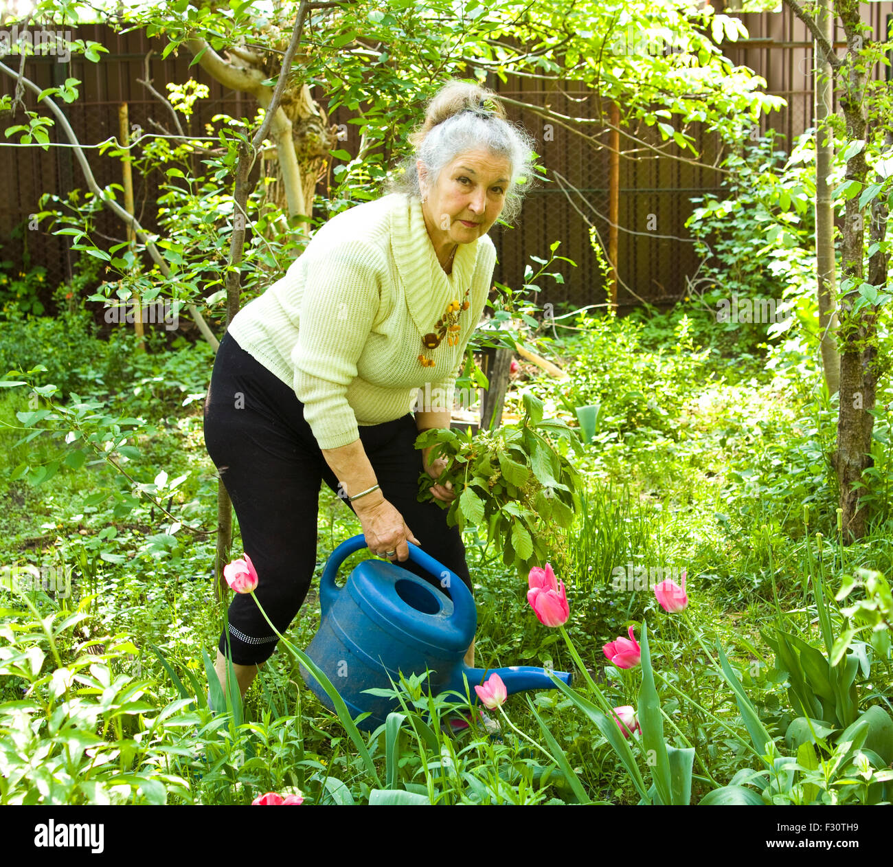 Old lady in garden watering tulip flowers Stock Photo - Alamy